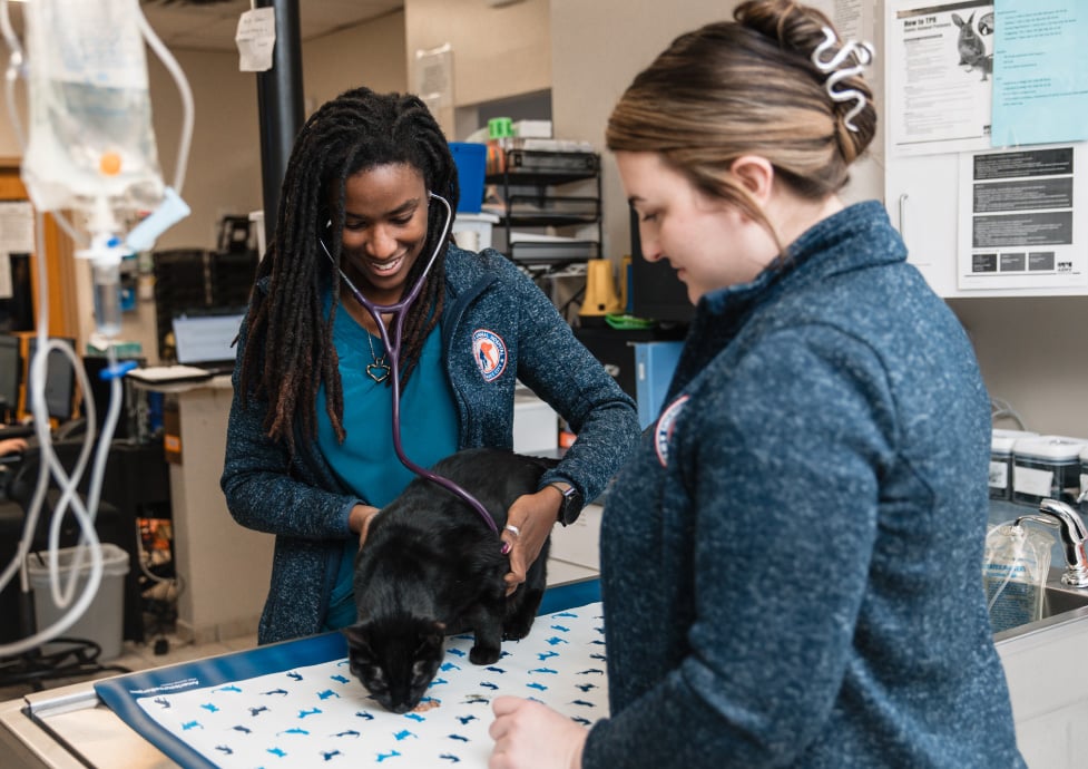 Emergency Vet Ellicott City